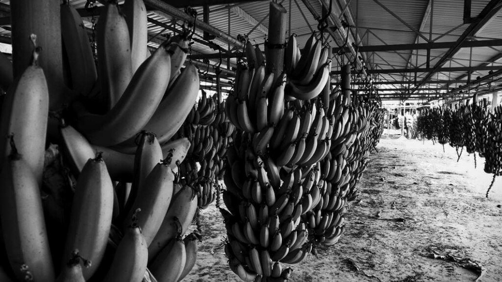 How to Incorporate a Banana Export Company in Ecuador